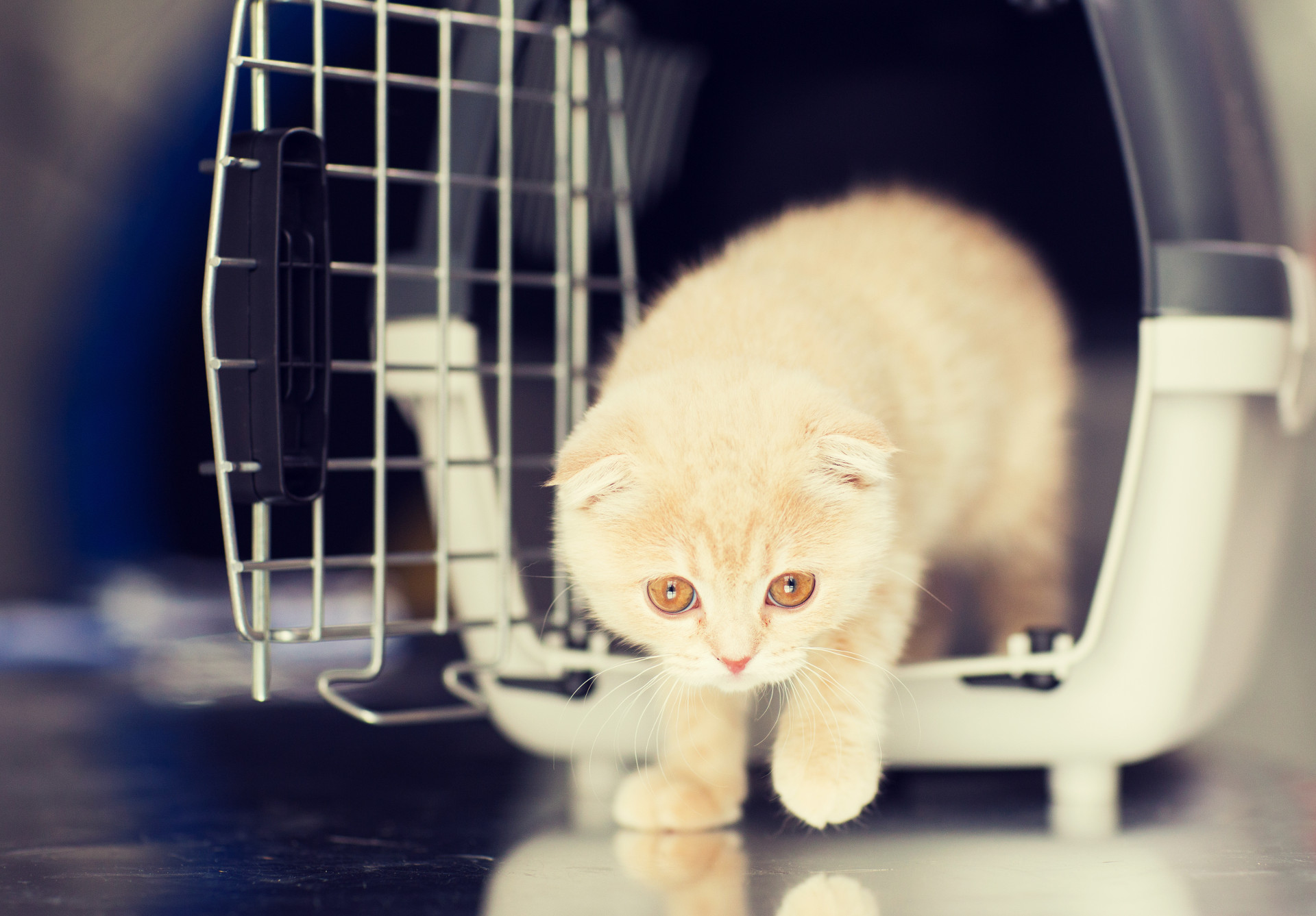 5 Tips for Choosing the Right Size for your Cat Crate/Cat Cage