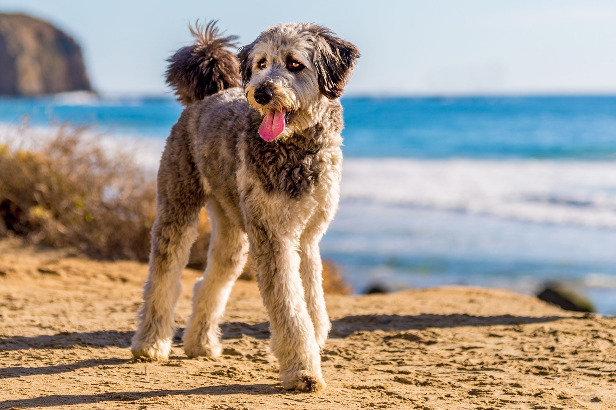 How to Choose the Right Doodle Breed For Your Family - 2024 Guide
