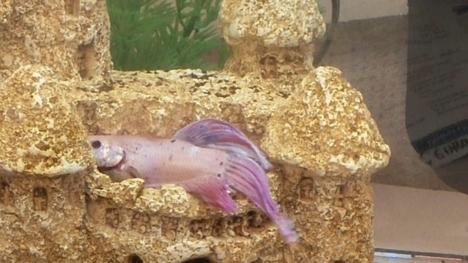 How To Tell If A Betta Fish Is Dying Of Old Age