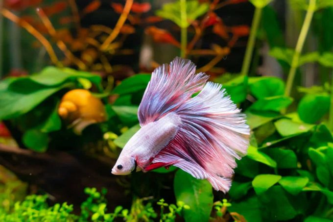 How To Tell If A Betta Fish Is Dying Of Old Age