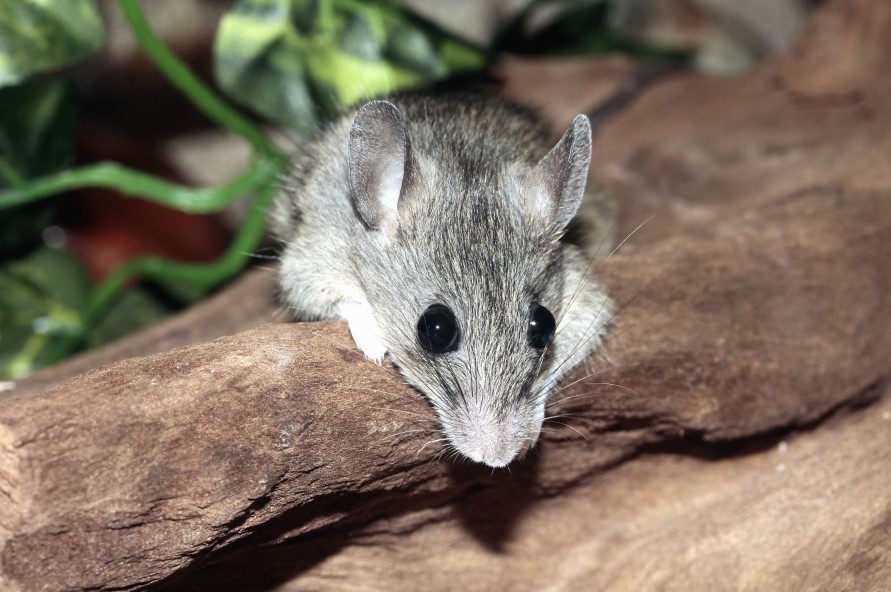 How to Rodent Proof Your Home: 12 Important Tips