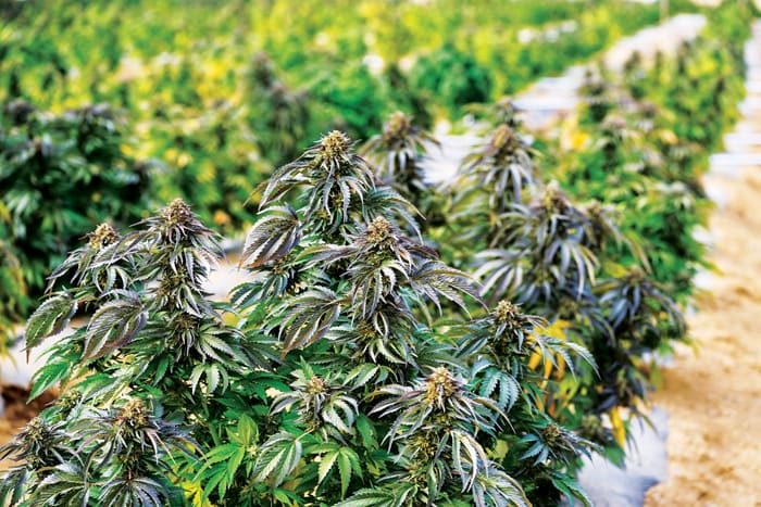 Comparing Organic and Conventional CBD Seed Farming ─ Pros and Cons