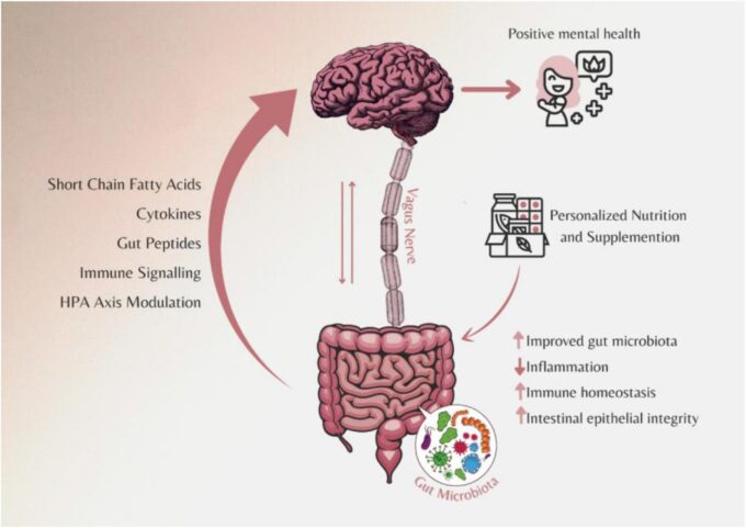 Understanding the Link Between Gut Health and Mental Health