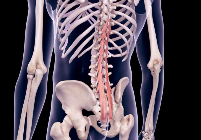 What Muscles Do the Back Extension Machine Work?