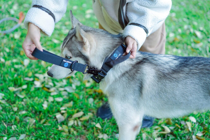 A Closer Look at Invisible Dog Leashes