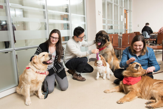 Pawsitive Support ─ Exploring the Role of Therapy Dogs in Different ...