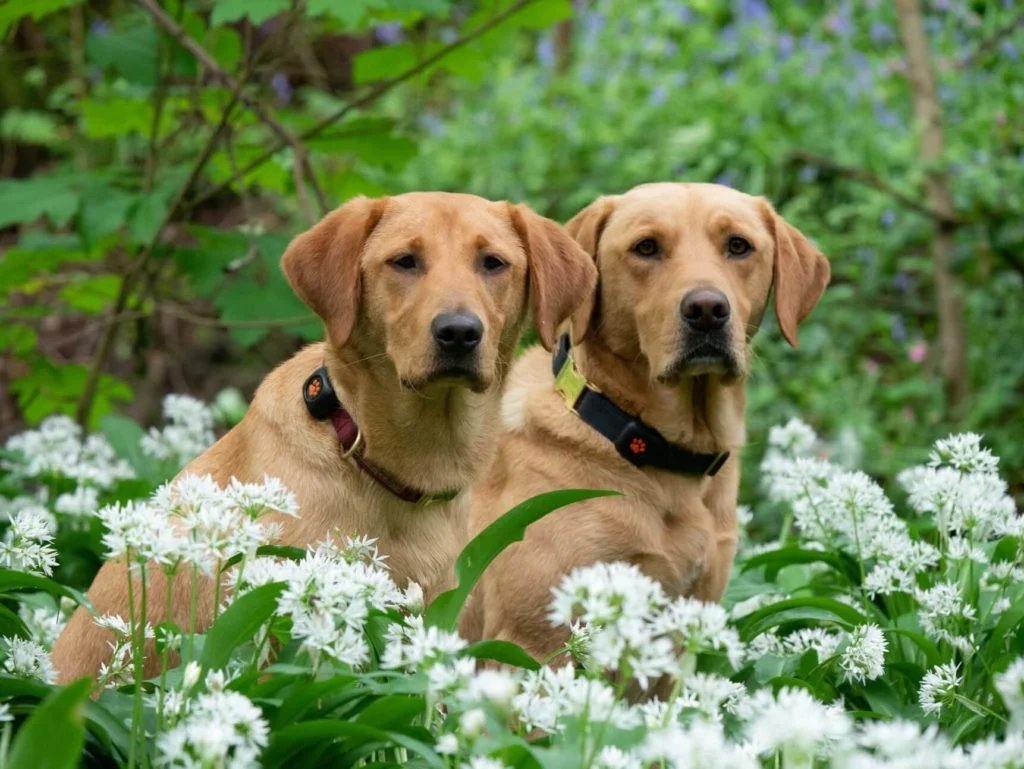 Top 10 Most Loved Family-Friendly Dog Breeds