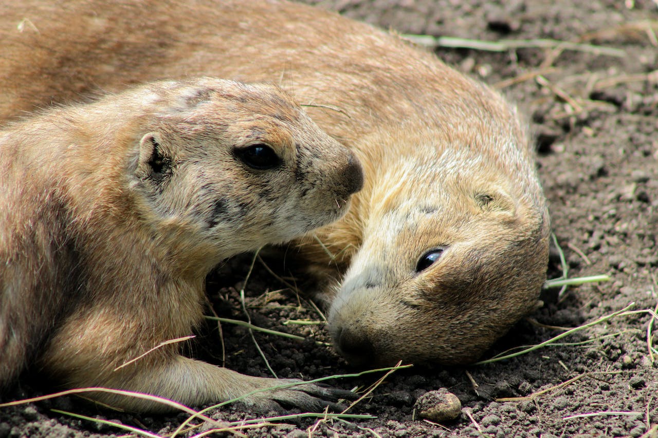 7 Pro Tips for Protecting Your Home Against Wild Animals