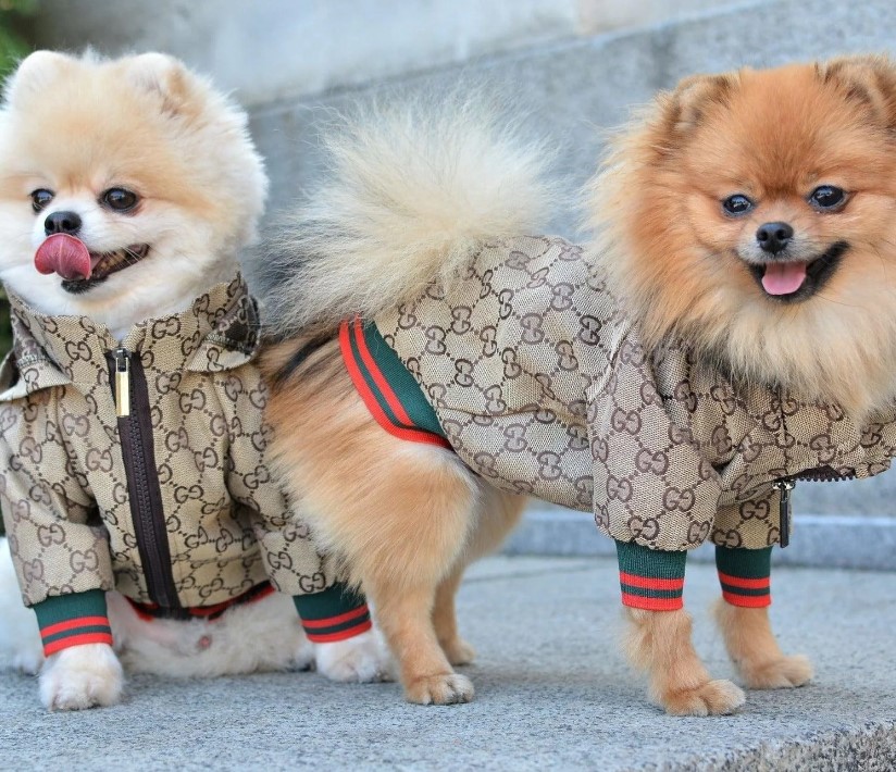 Top 11 Fashion Brands That Design Trendy Dog Clothing