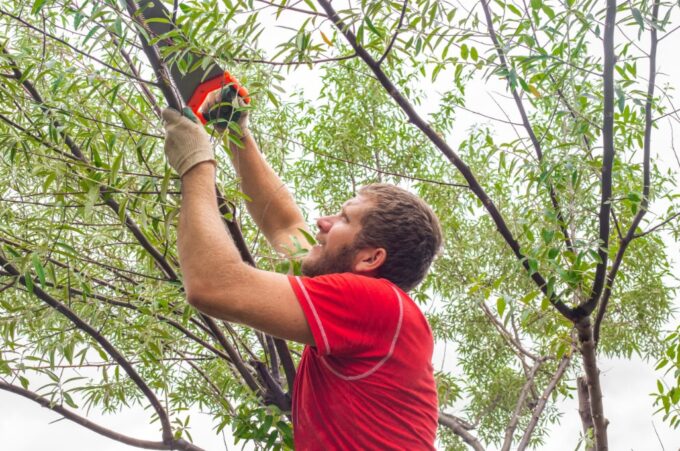 The Importance of Professional Tree Removal for Property Safety